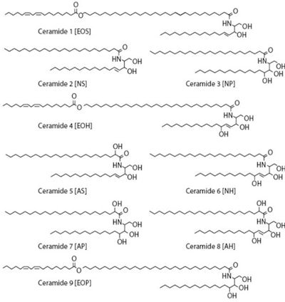 ceramide structure