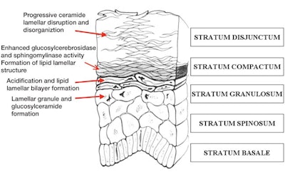 ceramide structure diagram