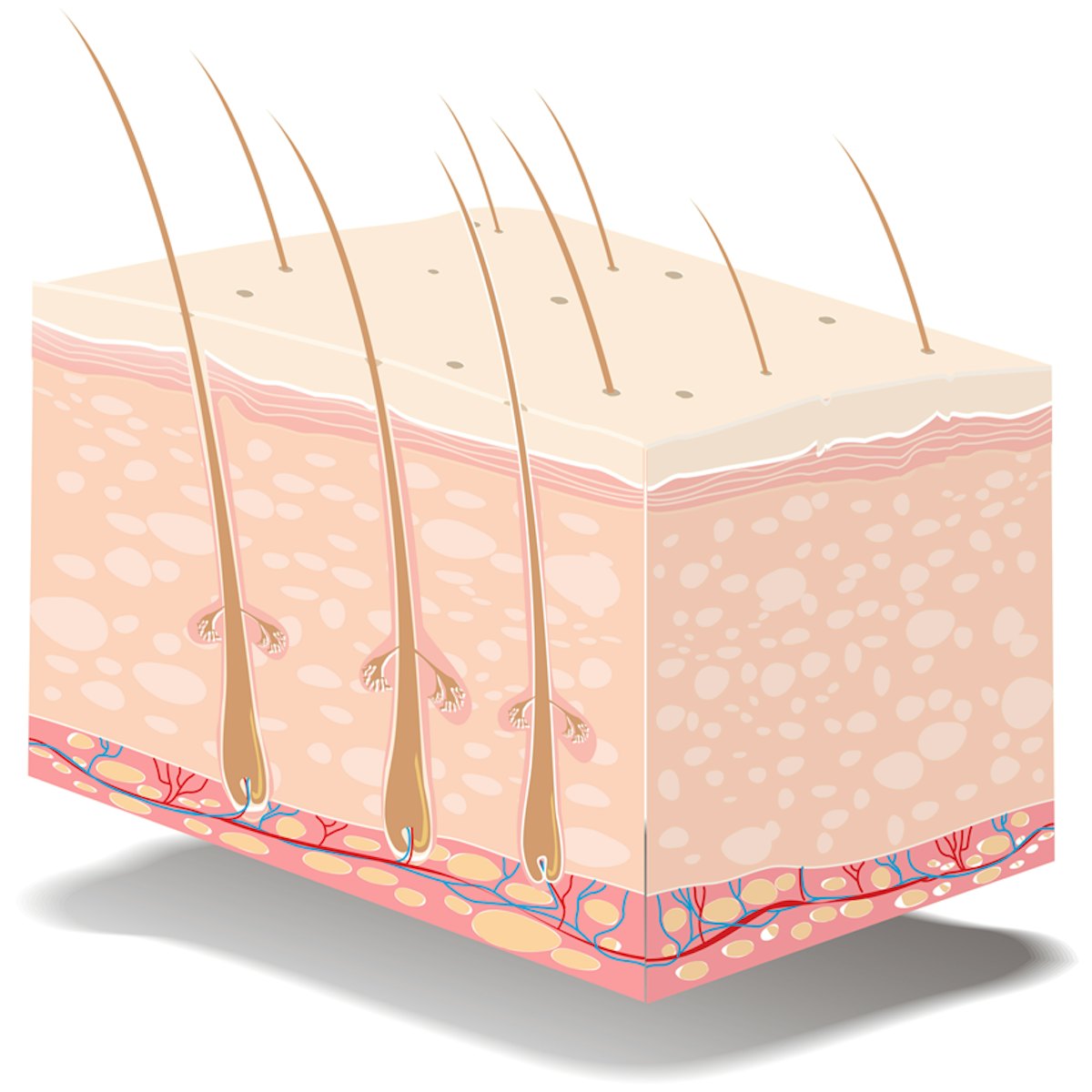 It'll Grow on You: Fully Functional 3D Skin Model | Cosmetics & Toiletries