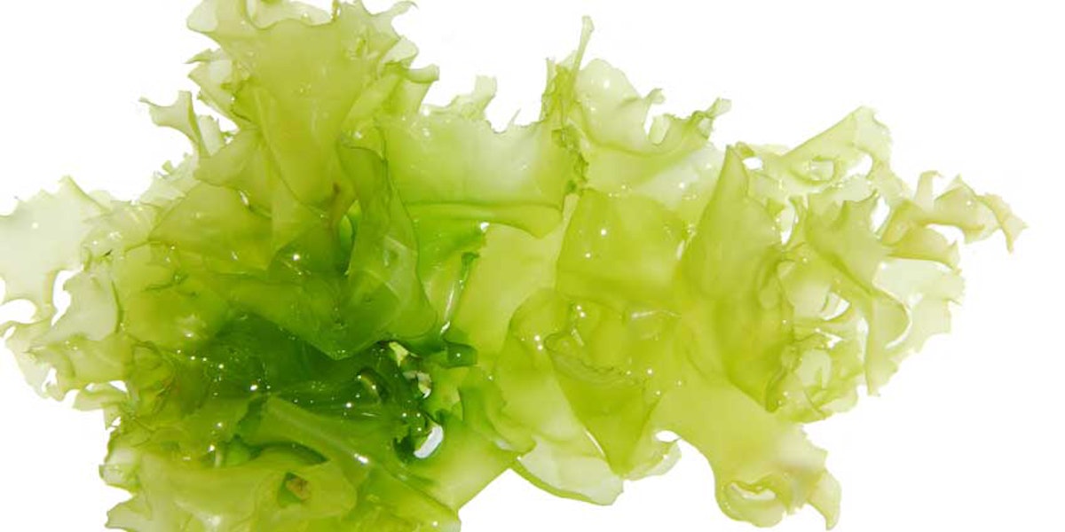 Lessonia Focuses on Algae in European Project | Cosmetics & Toiletries