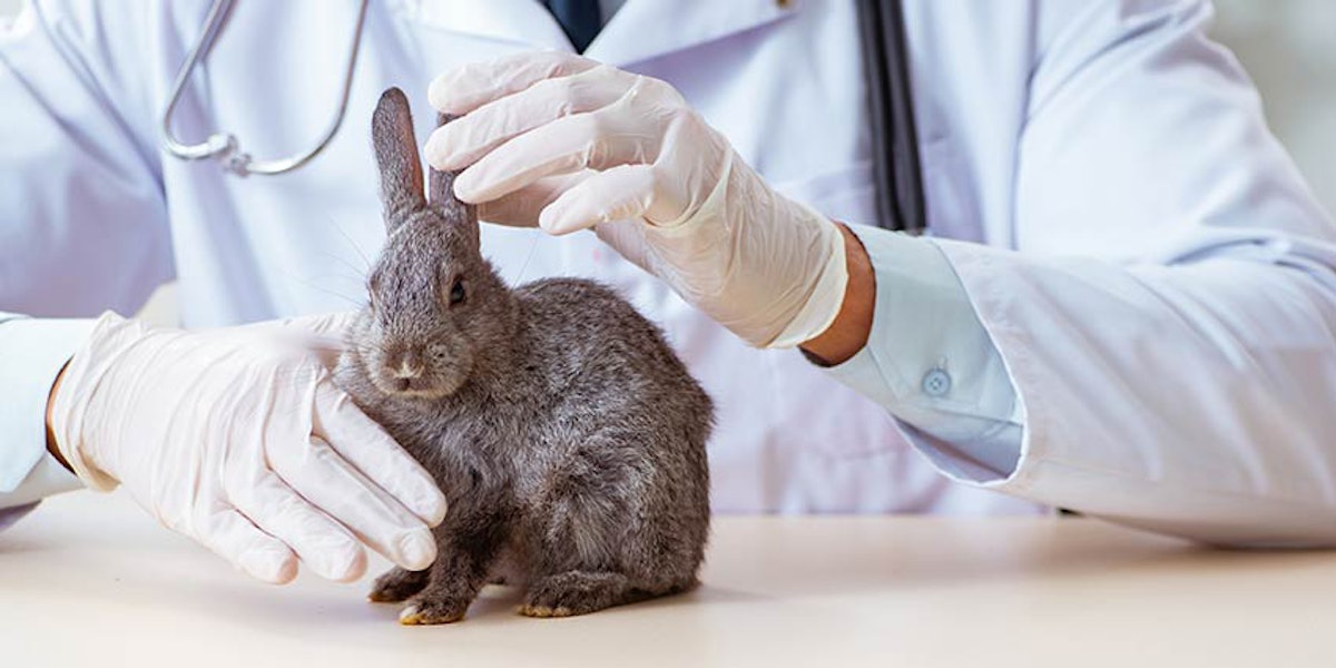 China Adds 9 More Animal-Free Tests | Cosmetics & Toiletries