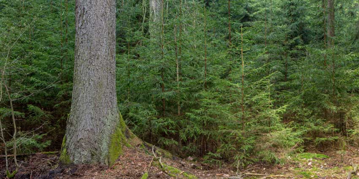 100% Green, Bio-based Wood Vanillin | Cosmetics & Toiletries