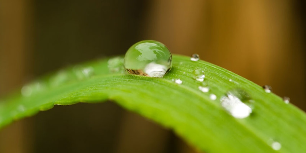 Plant-based, Silicone-like Emollients at in-cosmetics Asia | Cosmetics ...