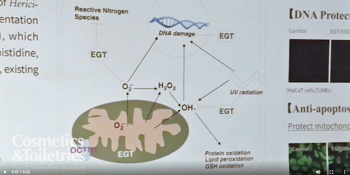 [video] Fermented Mushrooms Defend Skin Mitochondria and DNA ...
