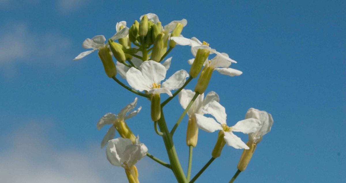 Daikon Seed Extract: A Unique Chemistry for Hair and Skin | Cosmetics ...