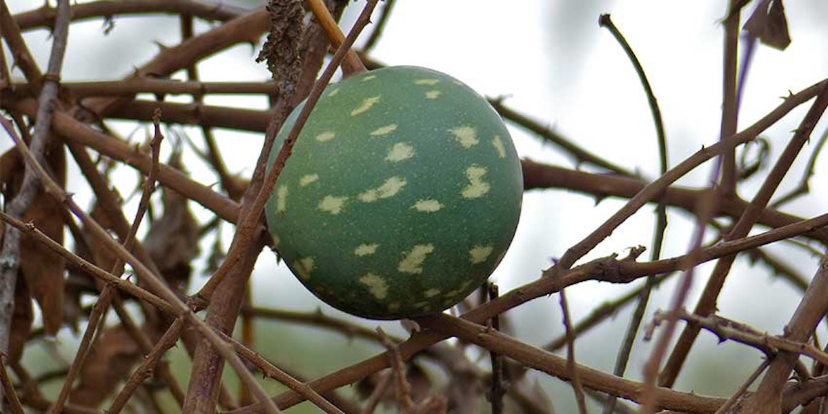 Praan Naturals’ Calabash Oil Nourishes, Protects Hair and Skin ...