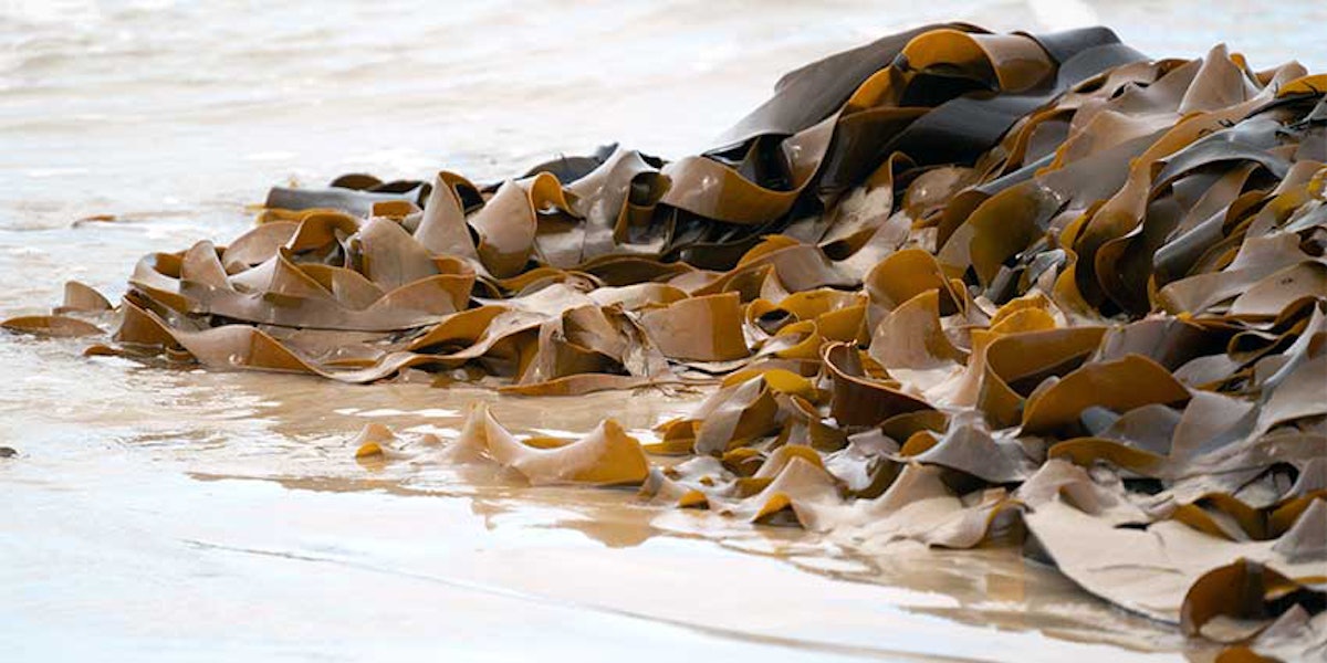 Marinova’s Fucoidan Seaweed Actives for Skin and Nutricosmetics ...