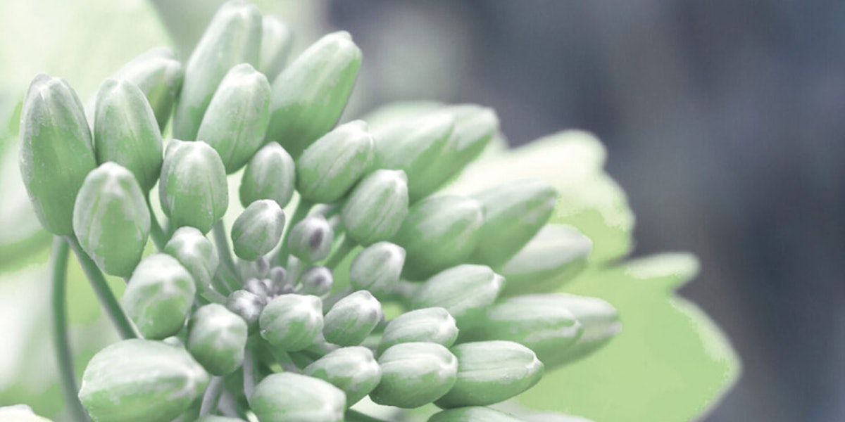 Cosphatec Creates 2 Natural Actives for Personal Care | Cosmetics ...