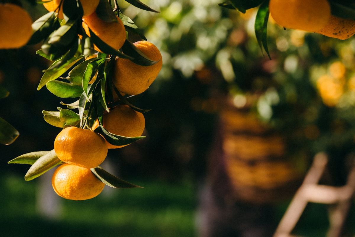 CALMandrin Mibelle Biochemistry From: Mibelle AG Biochemistry ...