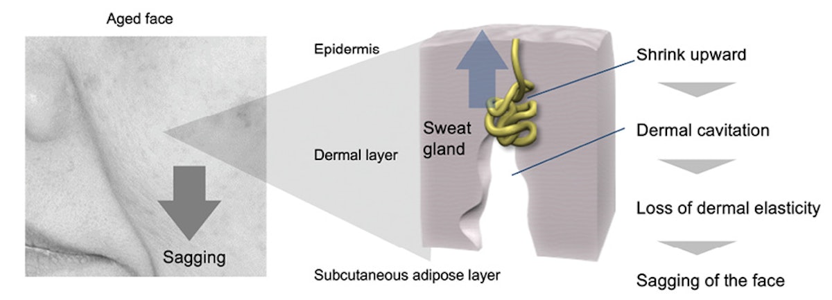 sudoriferous glands function