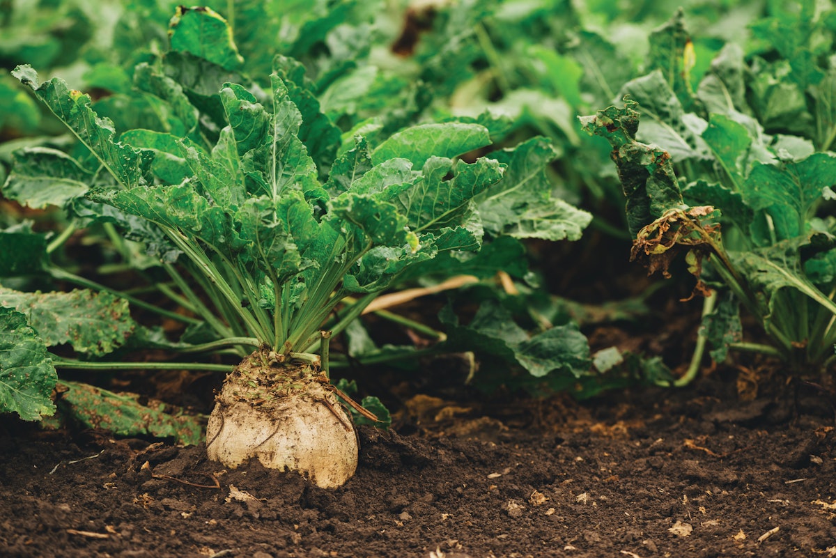 Betafib ETD Cosun Beet Biobased Experts From: Cosun Biobased Products ...