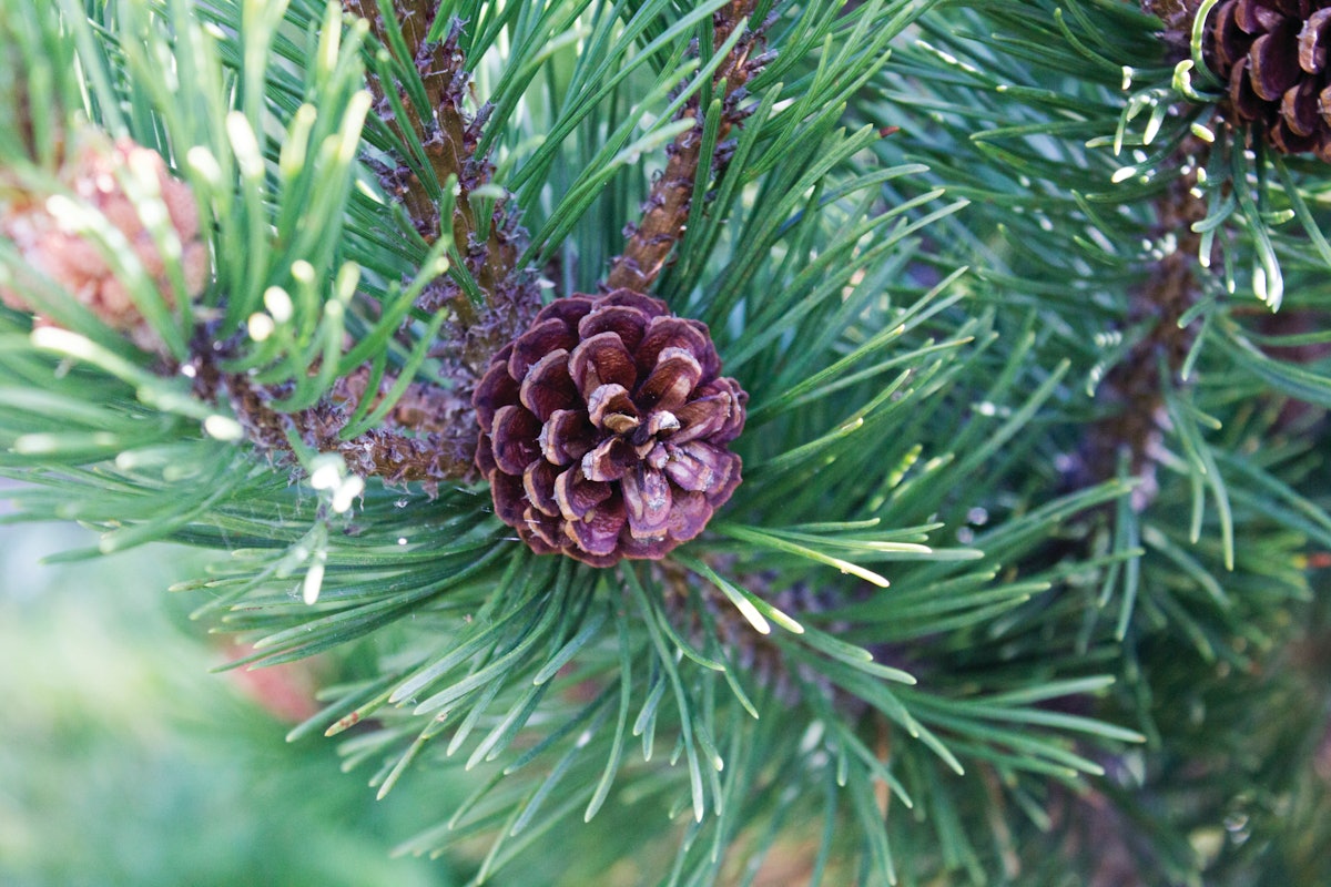 PinoPlex Mibelle Biochemistry From: Mibelle AG Biochemistry | Cosmetics ...