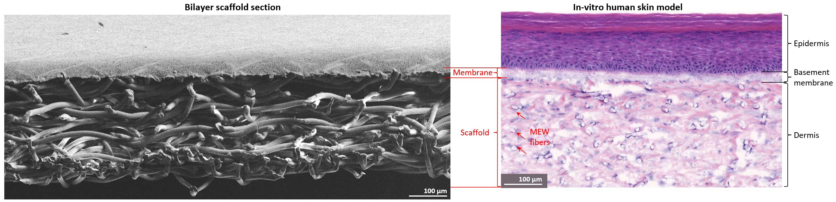 L'Oreal x University of Oregon Use Melt Electrowriting to Form ...
