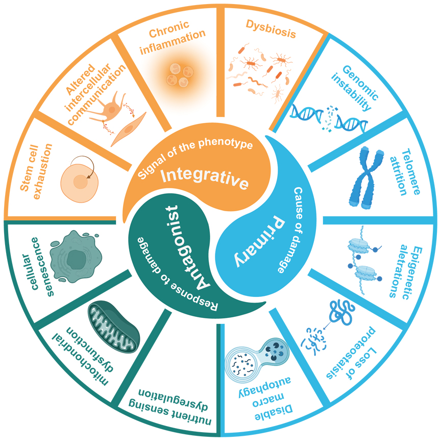 Hallmarks of ageing and their role in longevity skin care | Cosmetics ...